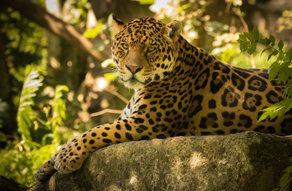 A kicsúfolt jaguár (indián mese) - Gyerekmese.info